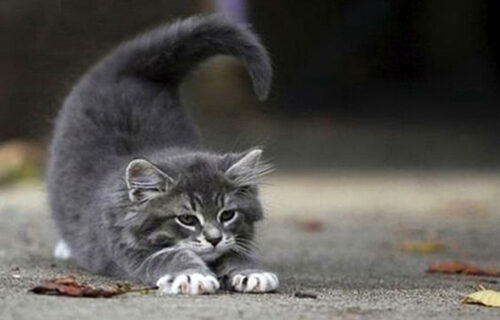 Los 12 gatos del Zodiaco